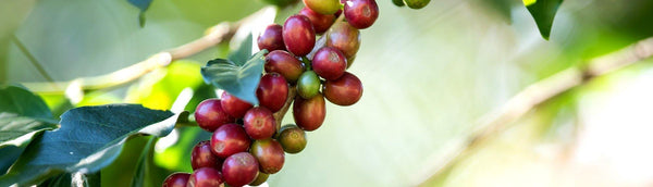 Roaster's Reserve – Colter Coffee Roasting